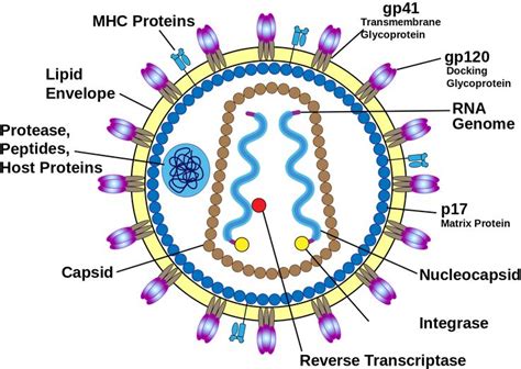 The Virus Structure Is The Set Up Of A Virus This Includes Nucleic