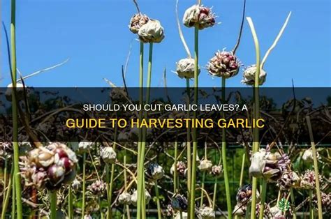 Should You Cut Garlic Leaves A Guide To Harvesting Garlic Shuncy