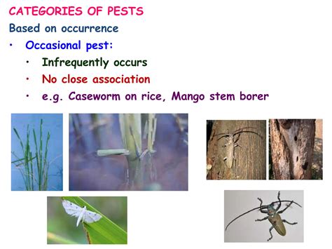 Lec 15 Pests Definition Categories Causes For Outbreak Of Pestsppt