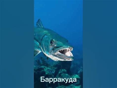 Самые опасные обитатели воды 💧*РЫБЫ* - YouTube