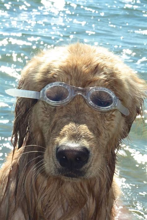 Cute Swimmer Dogs Adorable Puppies In The Water Dog Wearing