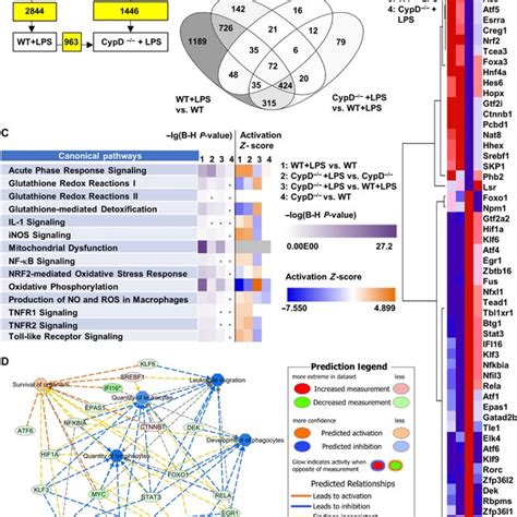 Cyclophilin D Disruption Alters Gene Expression Reprogramming Following