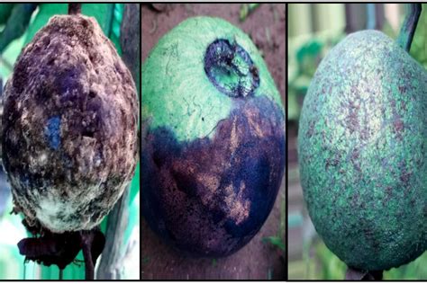 guava fruit disease dataset based on asian country ieee dataport