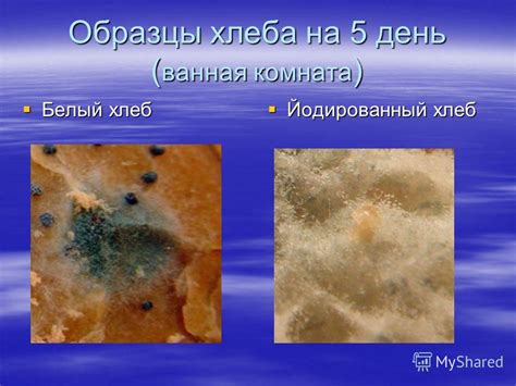 Презентация на тему: "Плесень и мы Мохначёва Влада 3 А. Задачи моей ...