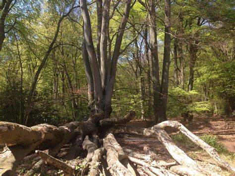 무료 이미지 나무 황야 꼬리 트렁크 밀림 열대 우림 낙엽 삼림지 서식지 생태계 오래된 성장의 숲 자연 환 경 우디 식물 3264x2448