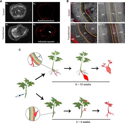A Simple And Efficient In Planta Transformation Method Based On The