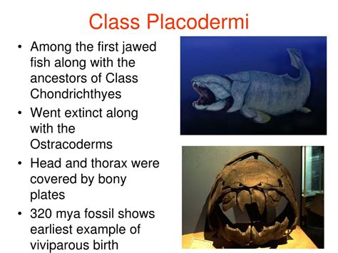 Ppt Unit 82 Class Agnatha Chondrichthyes And Osteichthyes Powerpoint