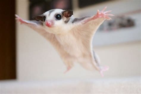 Cute Sugar Glider Portraits