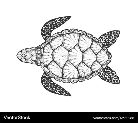 turtle outline drawing
