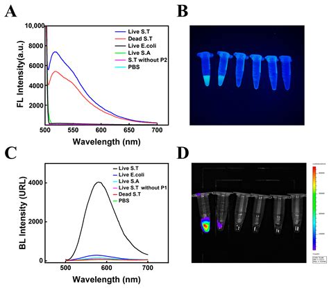 Biosensors Free Full Text Dual Mode Biosensor For Simultaneous And Rapid Detection Of Live