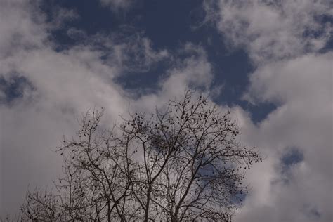 Tree And Clouds Background 4 Free Stock Photo Public Domain Pictures