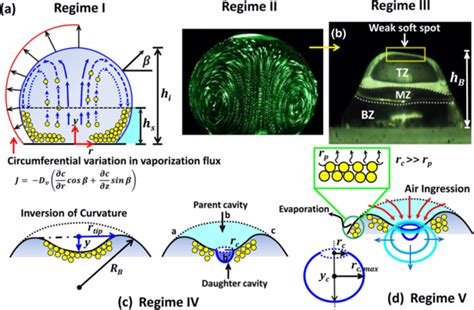 Droplet Life Cycle A Recirculation Flow Pattern Inside The Droplet