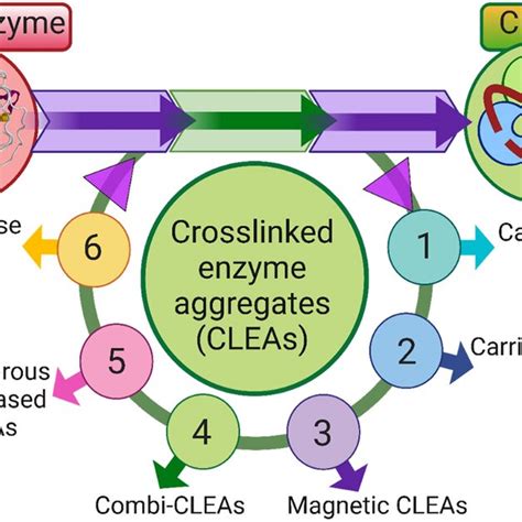 Crosslinked Enzyme Aggregates Cleas Approaches To Develop