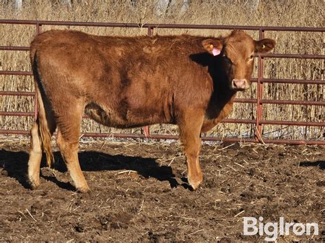 14 F1 Wagyu Open Replacement Heifers Bid Per Head Livestock Bigiron