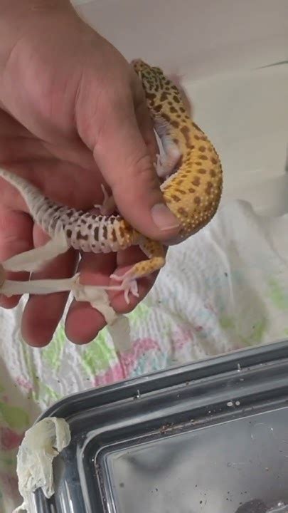 The Most Beautiful Leopard Gecko Shedding Process Ever! - YouTube