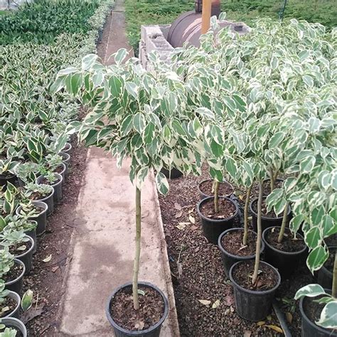 نگهداری گل بنجامین علت برگ ریزی گل بنجامین بعد از خرید چیست؟