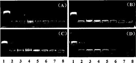 Novel Cationic Polymer Used For Non Virus Type Gene Carrier Its