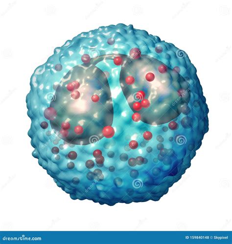 Eosinophil A White Blood Cell Royalty Free Illustration