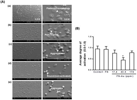 Sem Images Analysis A Sem Images Showing The Adhesion And Activation