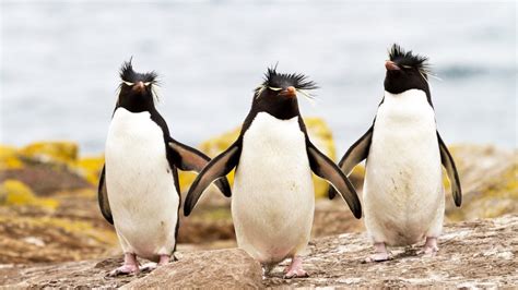 pipewire 1 0 linux audio comes of age r technology