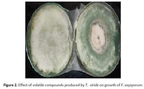 In Vitro Screening For Antagonistic Potential Of Seven Species Of Trichoderma Against Different