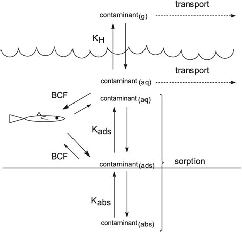 Simplified Schematic Of The Processes Governing Binding Or Transport Of