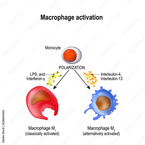 Macrophage Activation And Polarization Stock Vector Adobe Stock