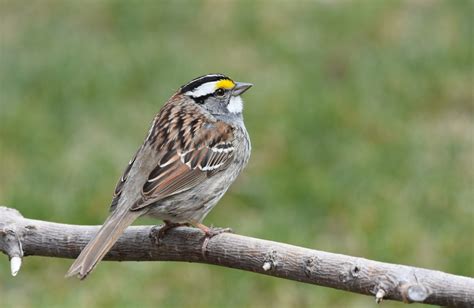 White Throated Sparrow Project Feederwatch