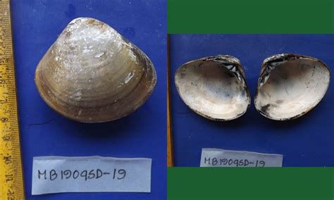 Lioconcha Ornata Marine Biodiversity Portal Of Bangladesh