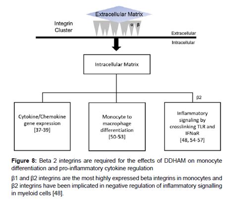 Journal Of Biotechnology And Biomaterials Decellularized And Dehydrated Human Amniotic Membrane