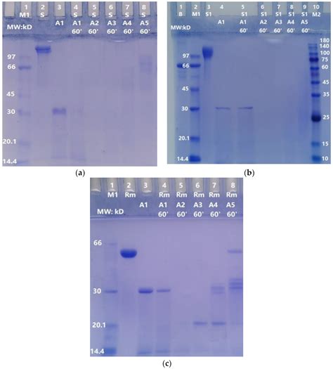 Friday Hope Degrading The Spike Protein Neanthes Japonica Izuka
