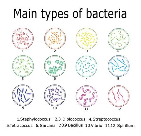 Diplococcus Illustrations Royalty Free Vector Graphics And Clip Art Istock