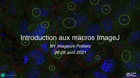2021 Master1 Gphy Imageurs U Poitiers Introduction Aux Macros Imagej