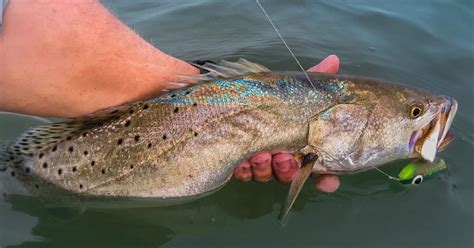 Speckled Trout Lures Saltwater
