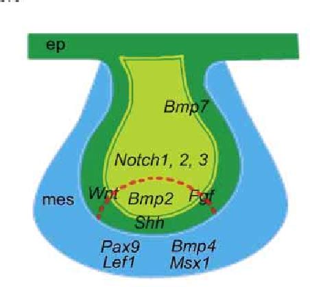 Ectodermal Placode Formation Semantic Scholar
