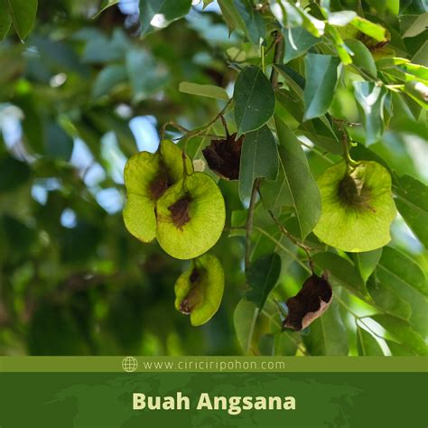 Ciri Ciri Pohon Angsana Pterocarpus Indicus Di Alam Liar