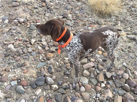 Camo Dog Rpics