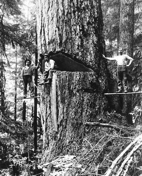Pin By Elie On History Giant Tree Lumberjack Old Trees