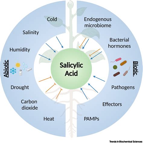 Role Of Salicylic Acid In Combating Heat Stress In Plants 52 Off