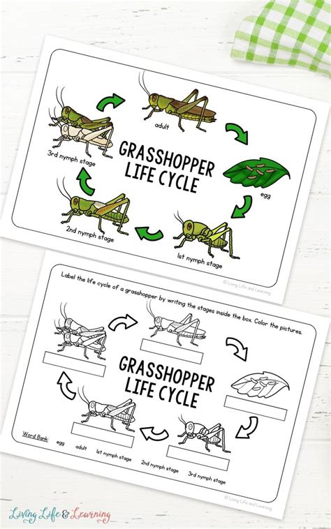 Grasshopper Life Cycle Diagram