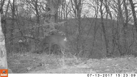 შველი Youtube