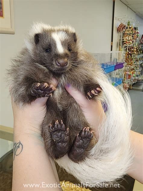 Pet Skunk Colors