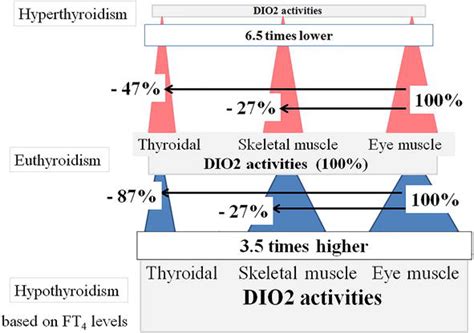 Deiodinase Enzymes And Their Activities In Graves Hyperthyroidism IntechOpen