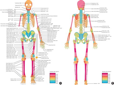 Gradient Distribution Of Microhardness A Anterior View Download