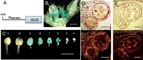 Analysis Of The Spatial And Temporal Expression Pattern Driven By The