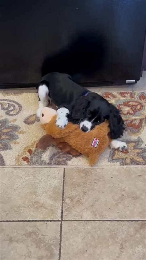 New Toy Album On Imgur