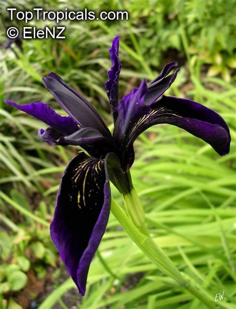 Iris Sp Beardless Irises Top Tropicals Plant Encyclopedia