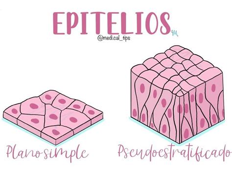 Medical Tips On Instagram Epitelios Es El Término Usado Para