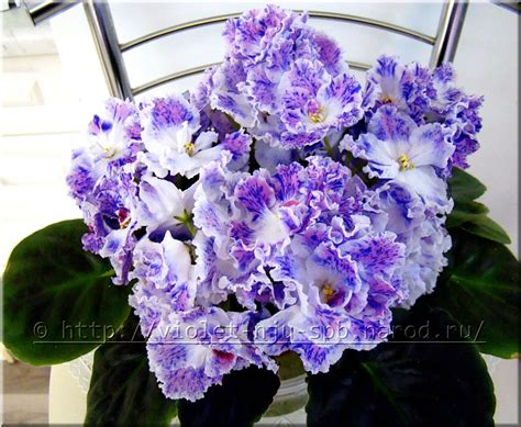 Фиалка Юная Пастушка Фото И Описание – Telegraph