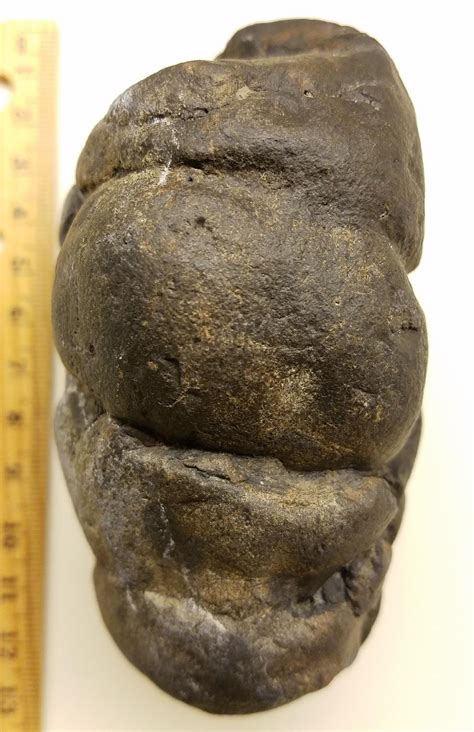 Phosphate Nodule Or Possibly Coprolite Fossil Id The Fossil Forum